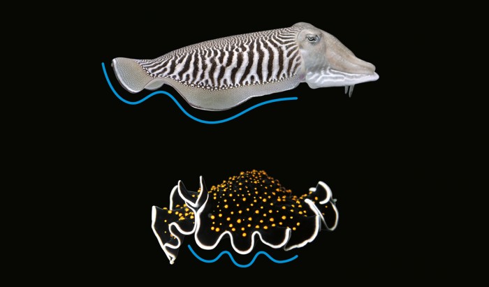 Festo发布具有独特鳍片驱动器的水下机器人BionicFinWave_特种机器人_行业资讯_资讯_无人系统网_专业性的无人系统网络平台